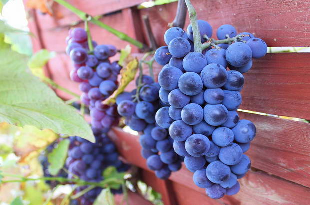 Свалете 2 килограма за 4 дни с грозде