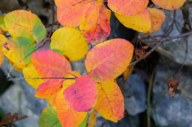 Смрадлика – при кои заболявания помага тази билка?