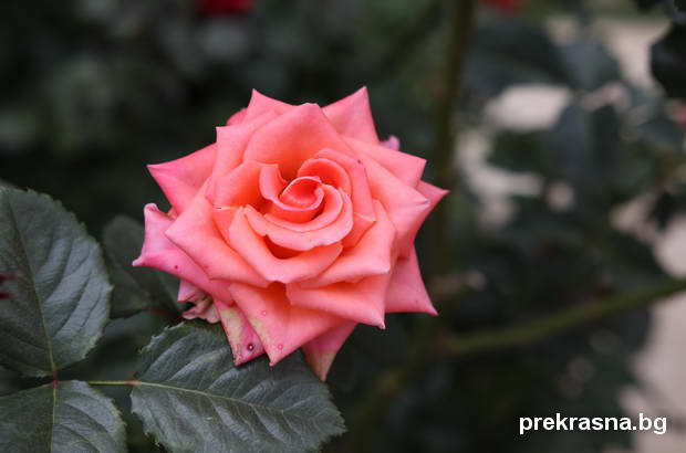 Розата – царицата на градината, се нуждае от специално отношение