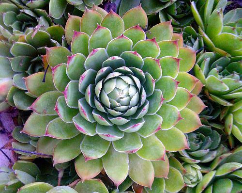 Ето за какво помага билката дебела мара!